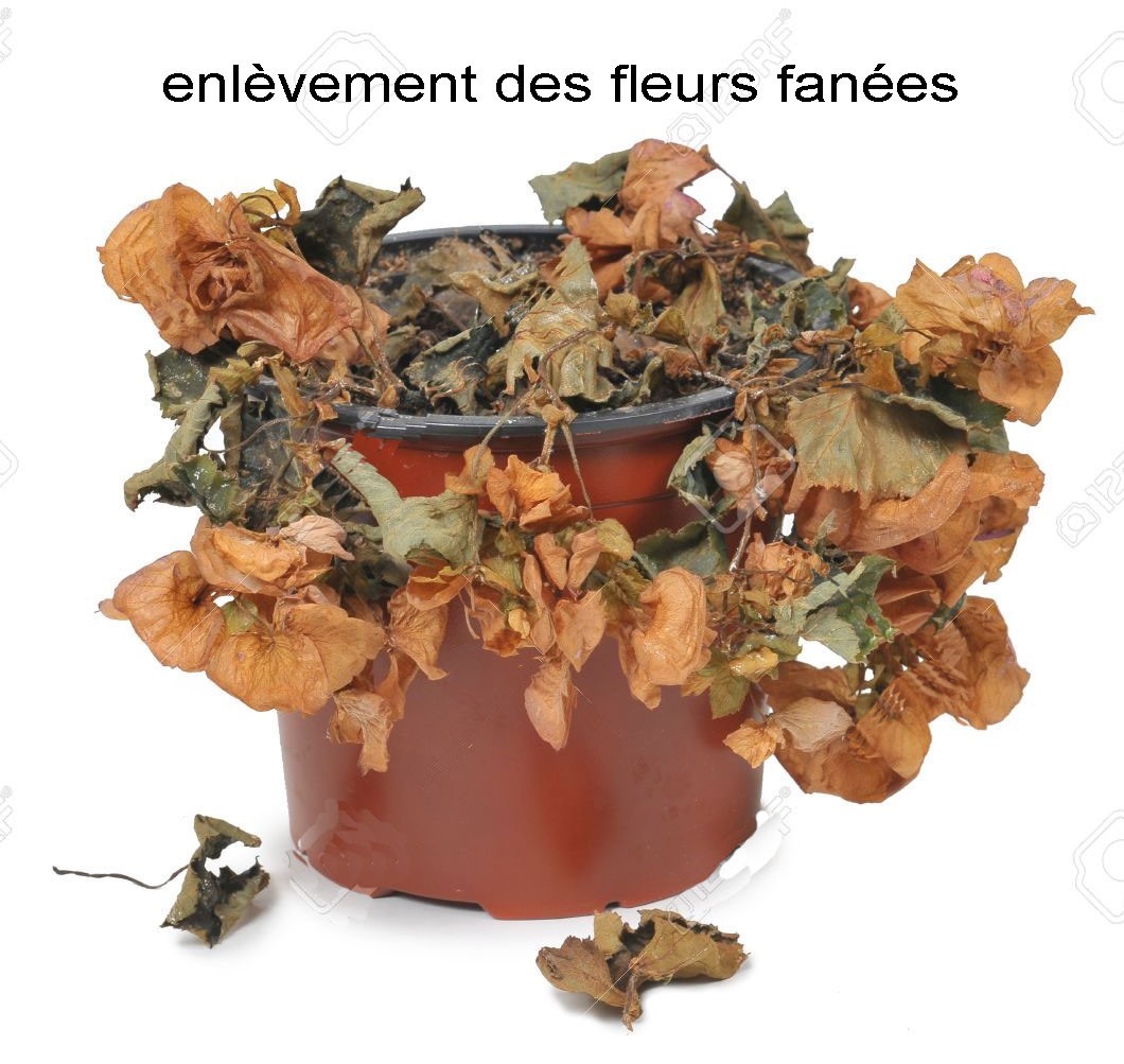 enlèvement des fleurs fanées